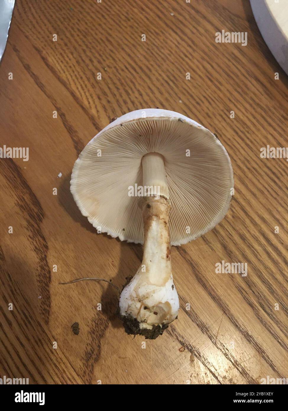 White Dapperling (Leucoagaricus leucothites) Fungi Stock Photo - Alamy