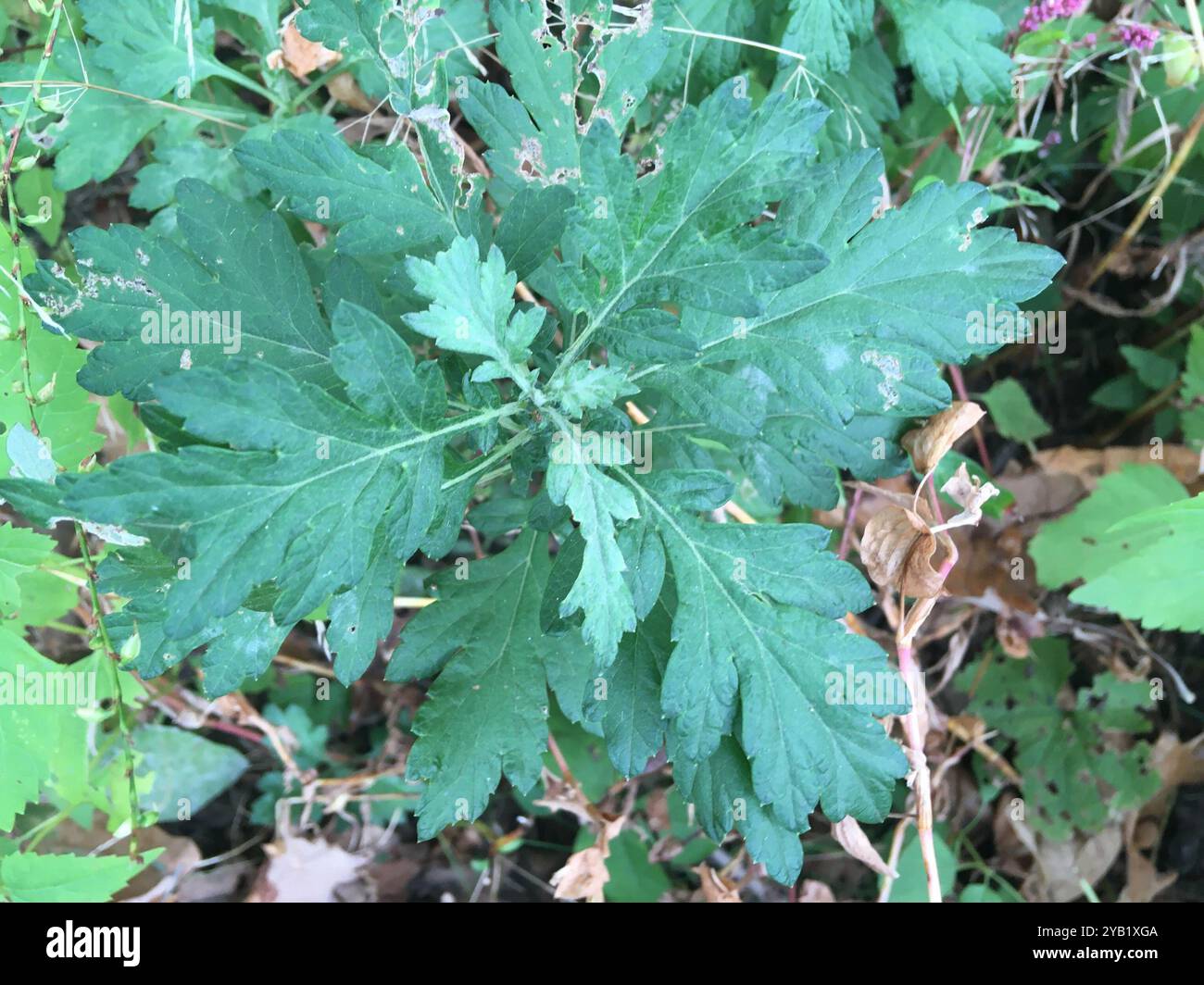 common mugwort (Artemisia vulgaris) Plantae Stock Photo - Alamy