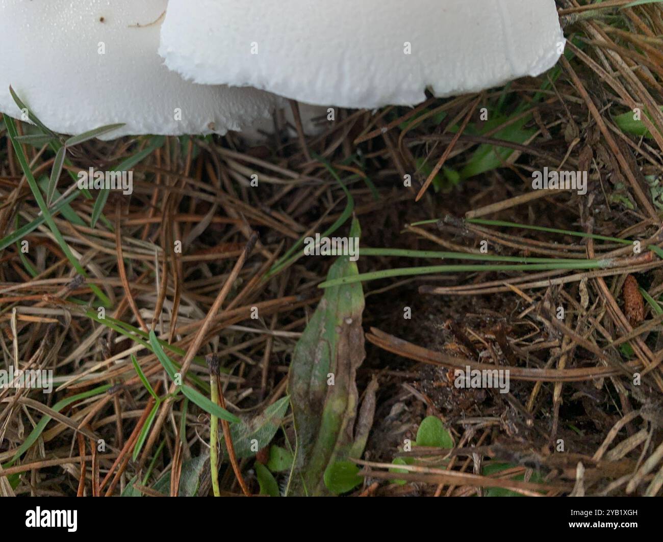 White Dapperling (Leucoagaricus leucothites) Fungi Stock Photo - Alamy