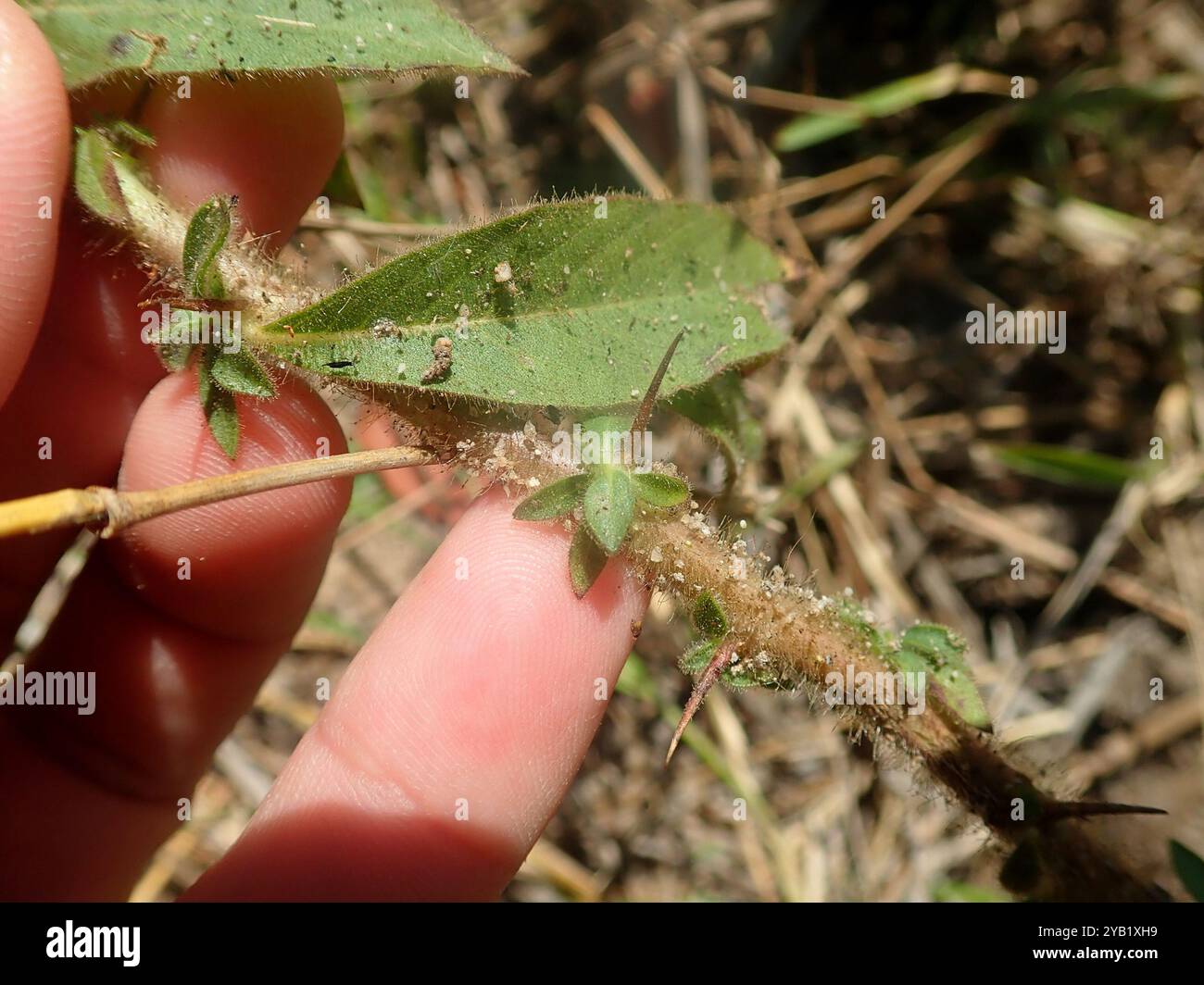 Spiny False Fiddleleaf (Hydrolea spinosa) Plantae Stock Photo - Alamy