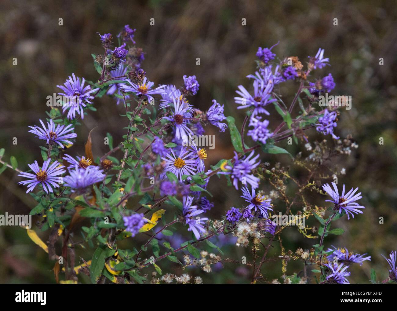New England aster (Symphyotrichum novae-angliae) Plantae Stock Photo ...