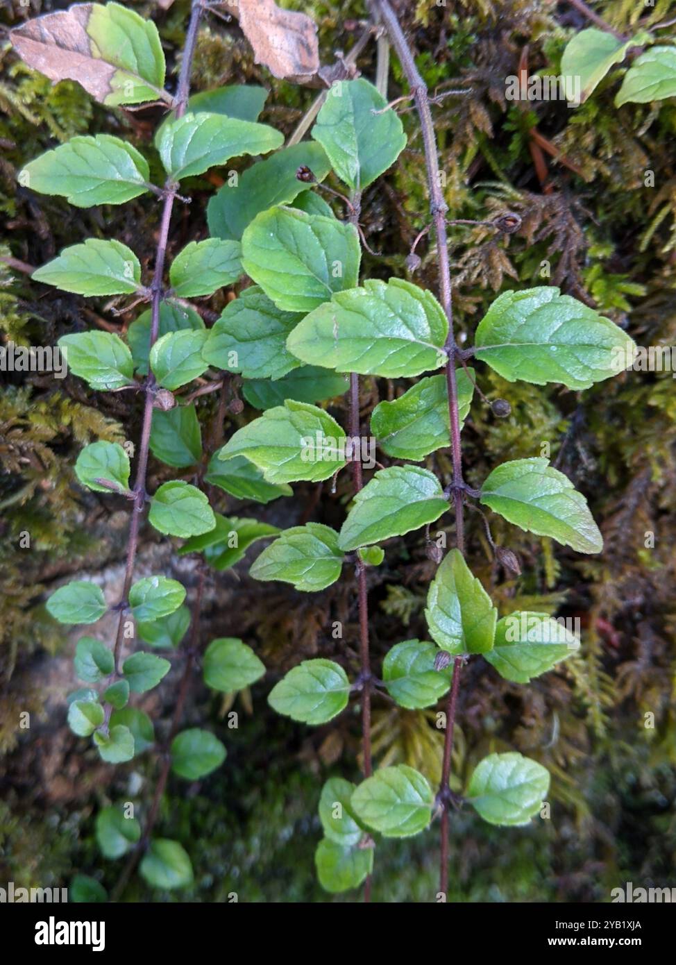 yerba buena (Clinopodium douglasii) Plantae Stock Photo - Alamy