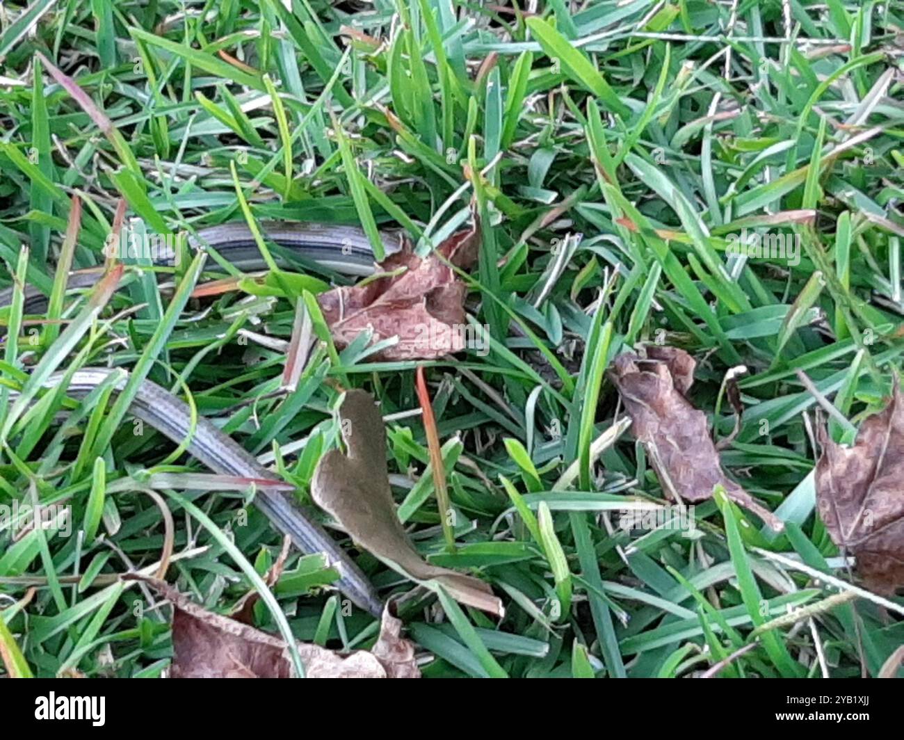 Eastern Glass Lizard (Ophisaurus ventralis) Reptilia Stock Photo - Alamy