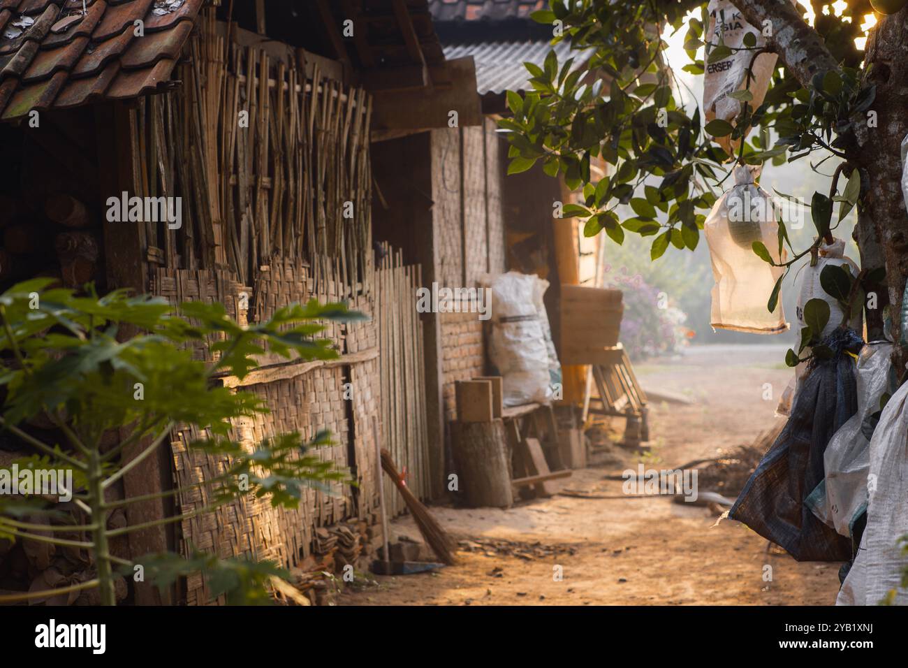 Traditional Indonesian Village Life: Jackfruit Harvest in Rural Bamboo ...