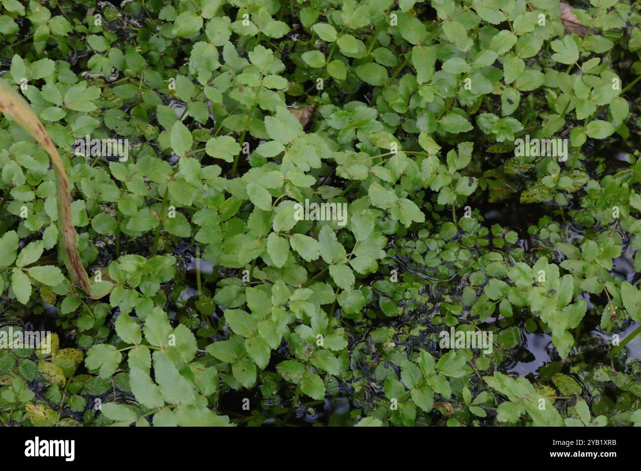 fool's watercress (Apium nodiflorum) Plantae Stock Photo - Alamy