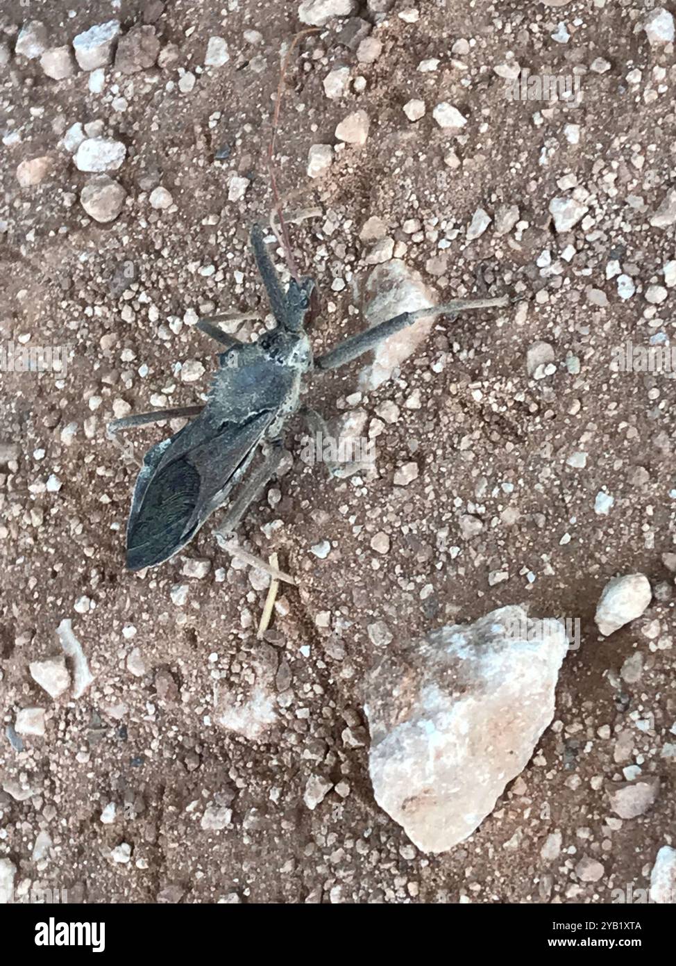 North American Wheel Bug (Arilus cristatus) Insecta Stock Photo - Alamy