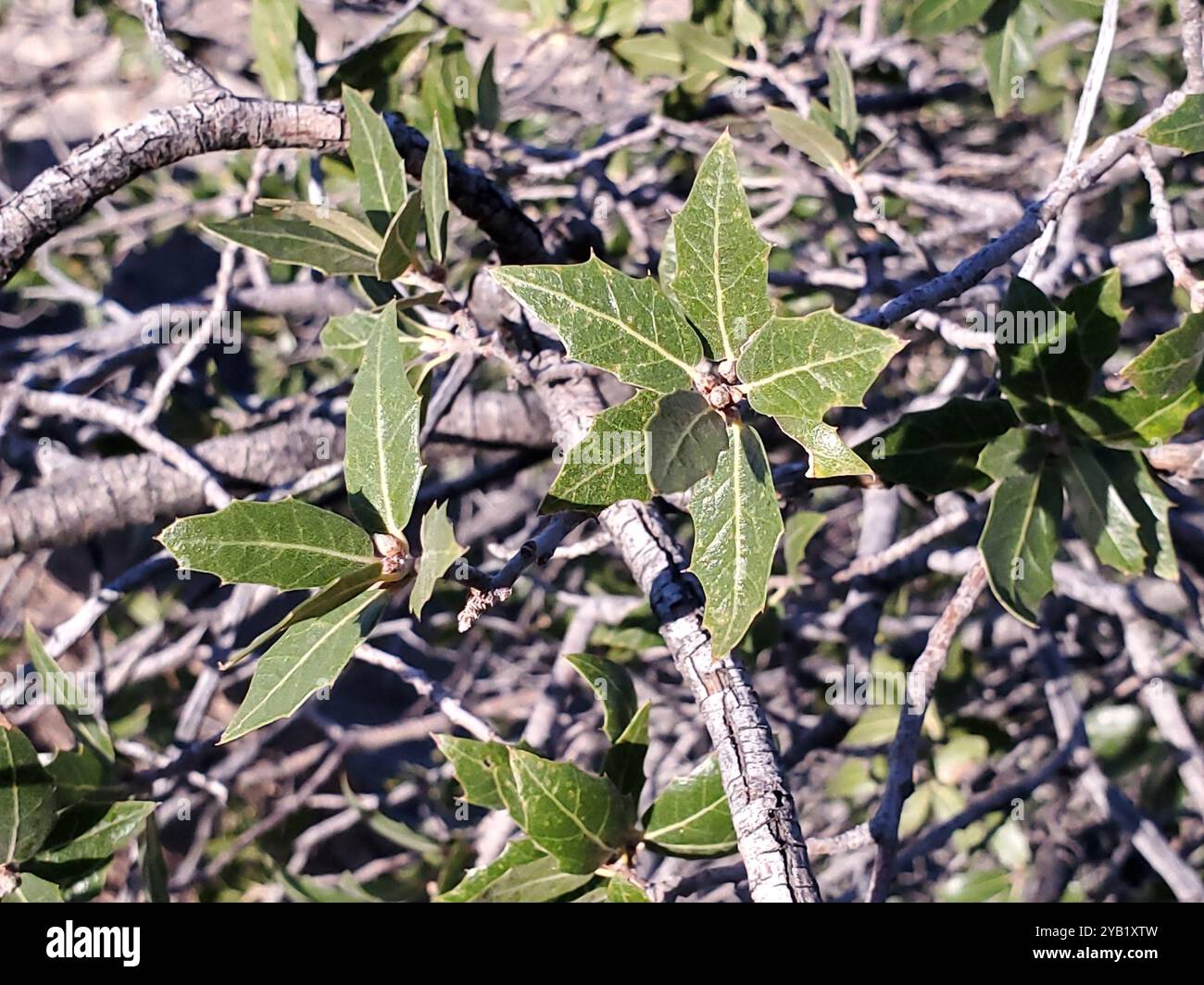 Emory oak (Quercus emoryi) Plantae Stock Photo - Alamy