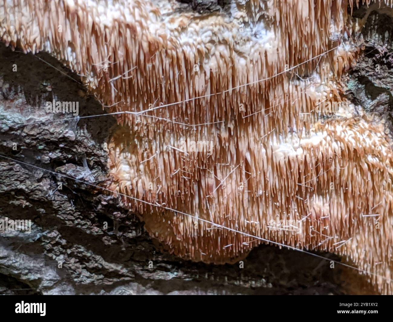 Asian Beauty (Radulomyces copelandii) Fungi Stock Photo - Alamy