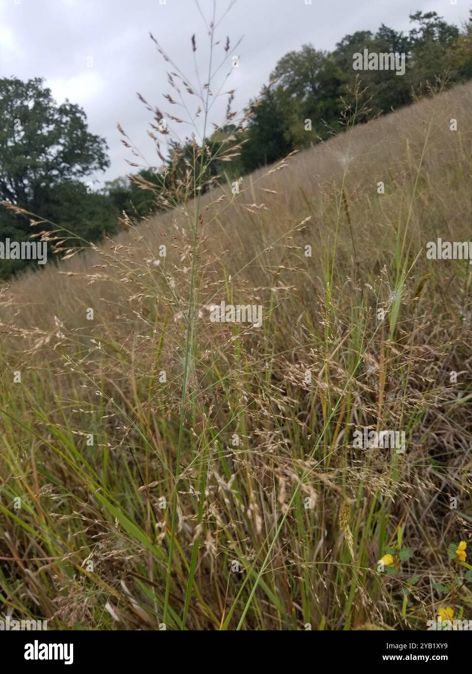 switchgrass (Panicum virgatum) Plantae Stock Photo - Alamy