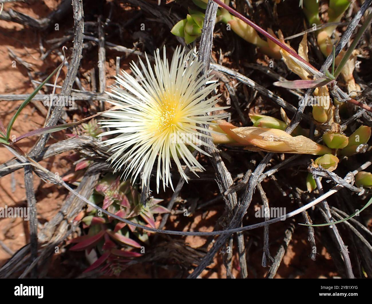 Namaqua Skeletonfig (Mesembryanthemum tortuosum) Plantae Stock Photo ...