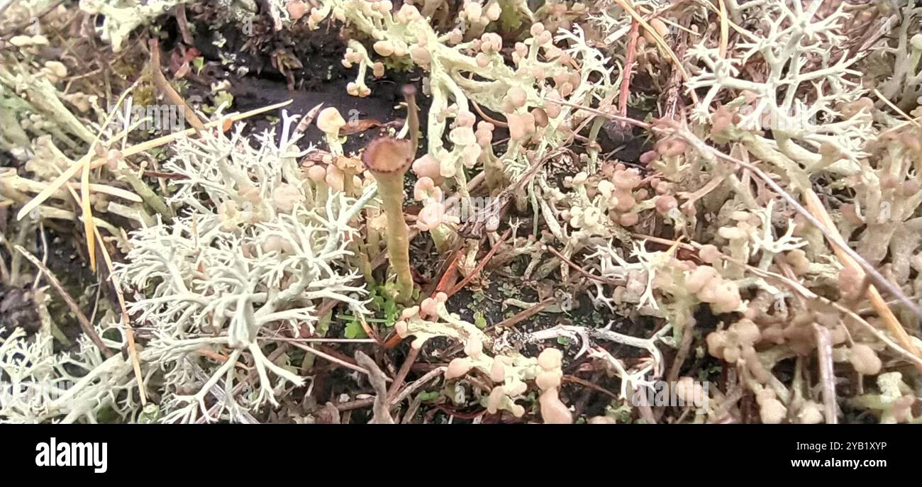 Bronzed Pixie Lichen (Cladonia gracilis turbinata) Fungi Stock Photo ...