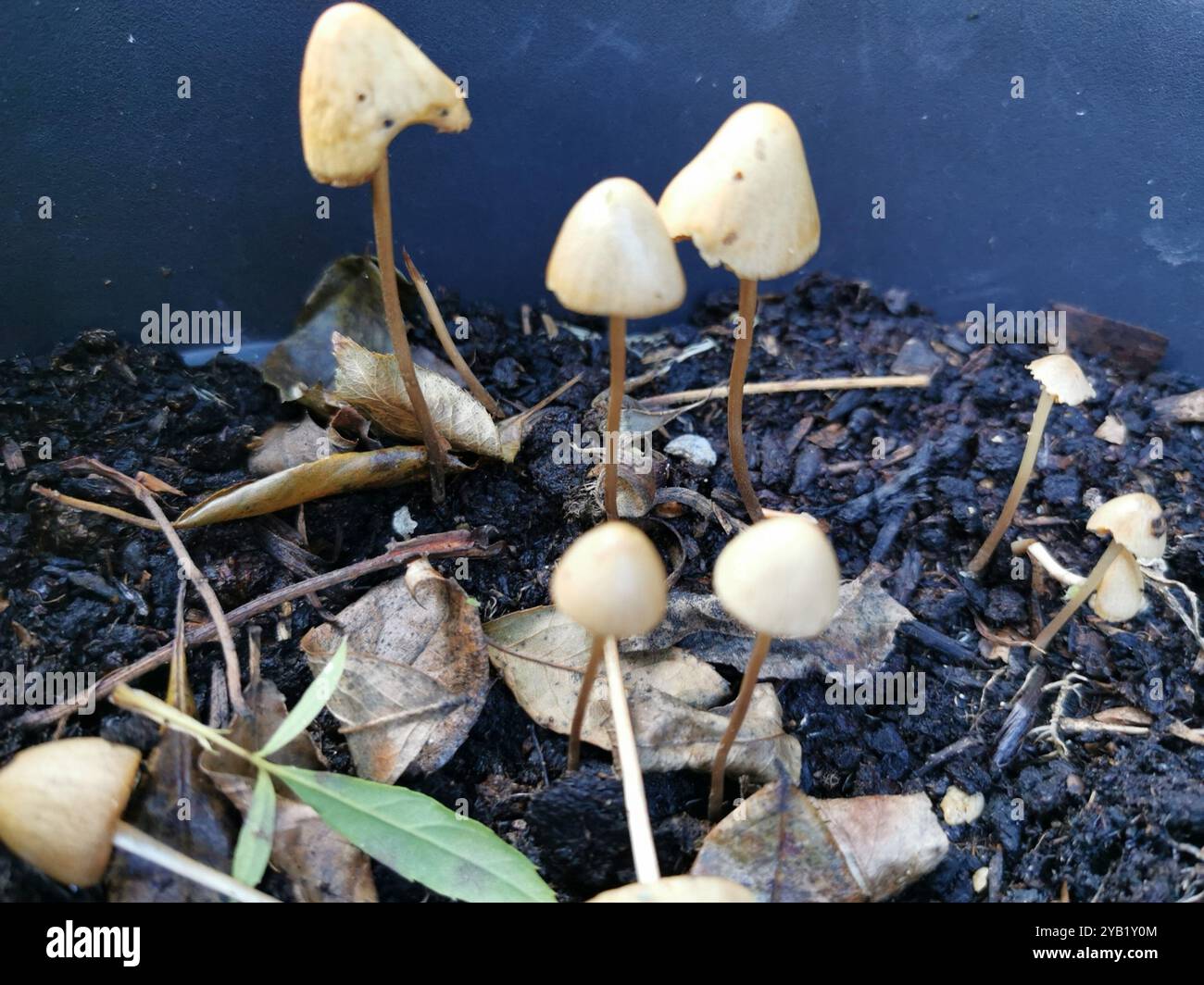 white dunce cap (Conocybe apala albipes) Fungi Stock Photo - Alamy