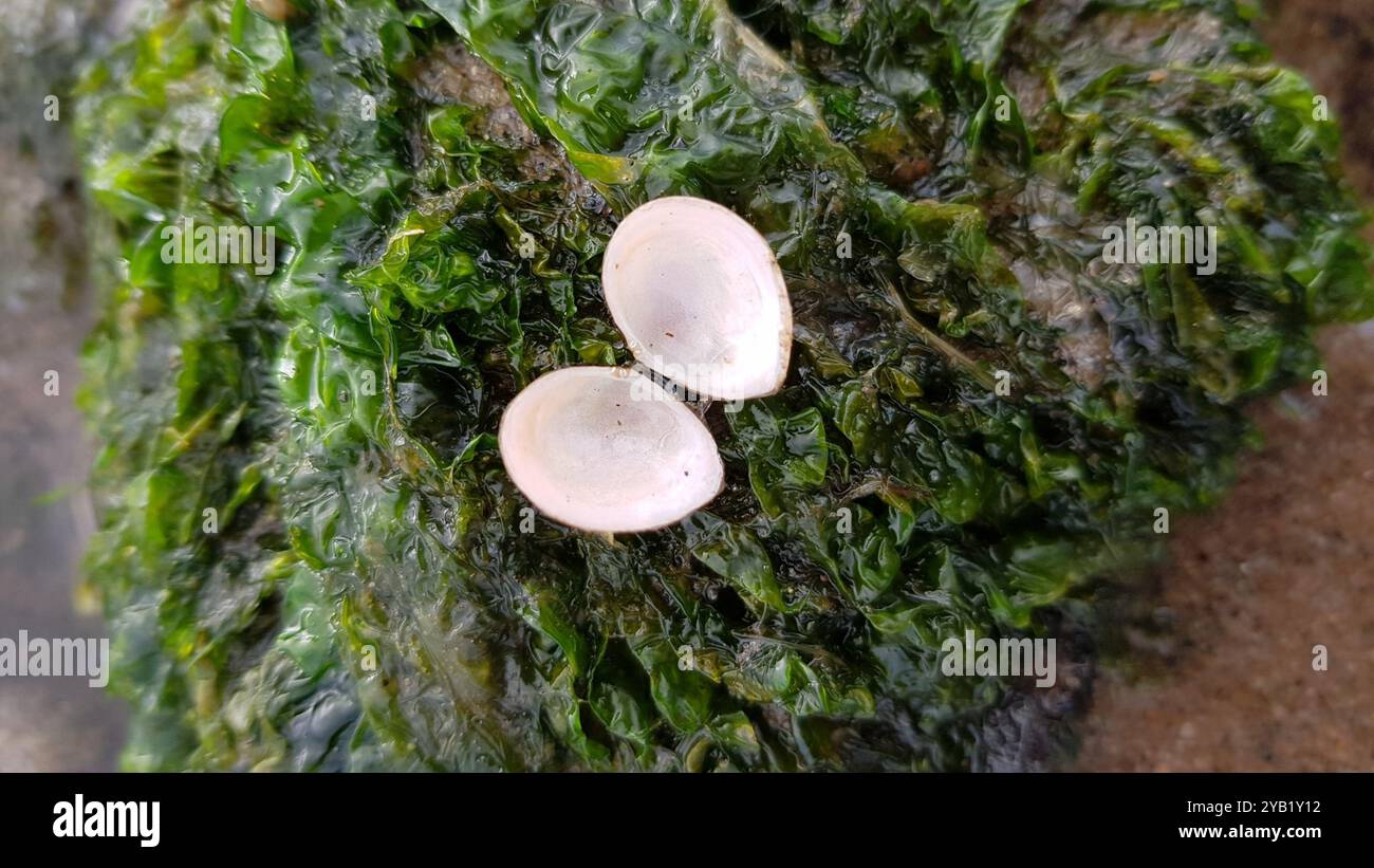 Baltic Macoma (Macoma balthica) Mollusca Stock Photo - Alamy