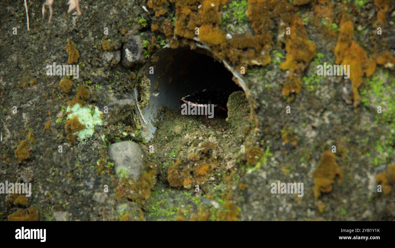 Amphibious Litter Cockroach (Opisthoplatia orientalis) Insecta Stock ...