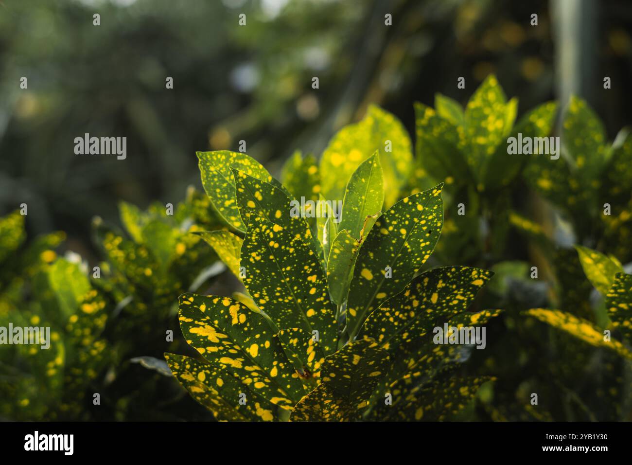 Gold Dust Croton: Codiaeum variegatum 'Gold Dust' in Sunlight Stock ...