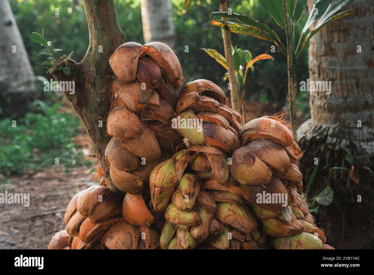 Pile of Coconut Shells by a Tree | Natural Coconut Husk in a Tropical Plantation Stock Photo - Alamy