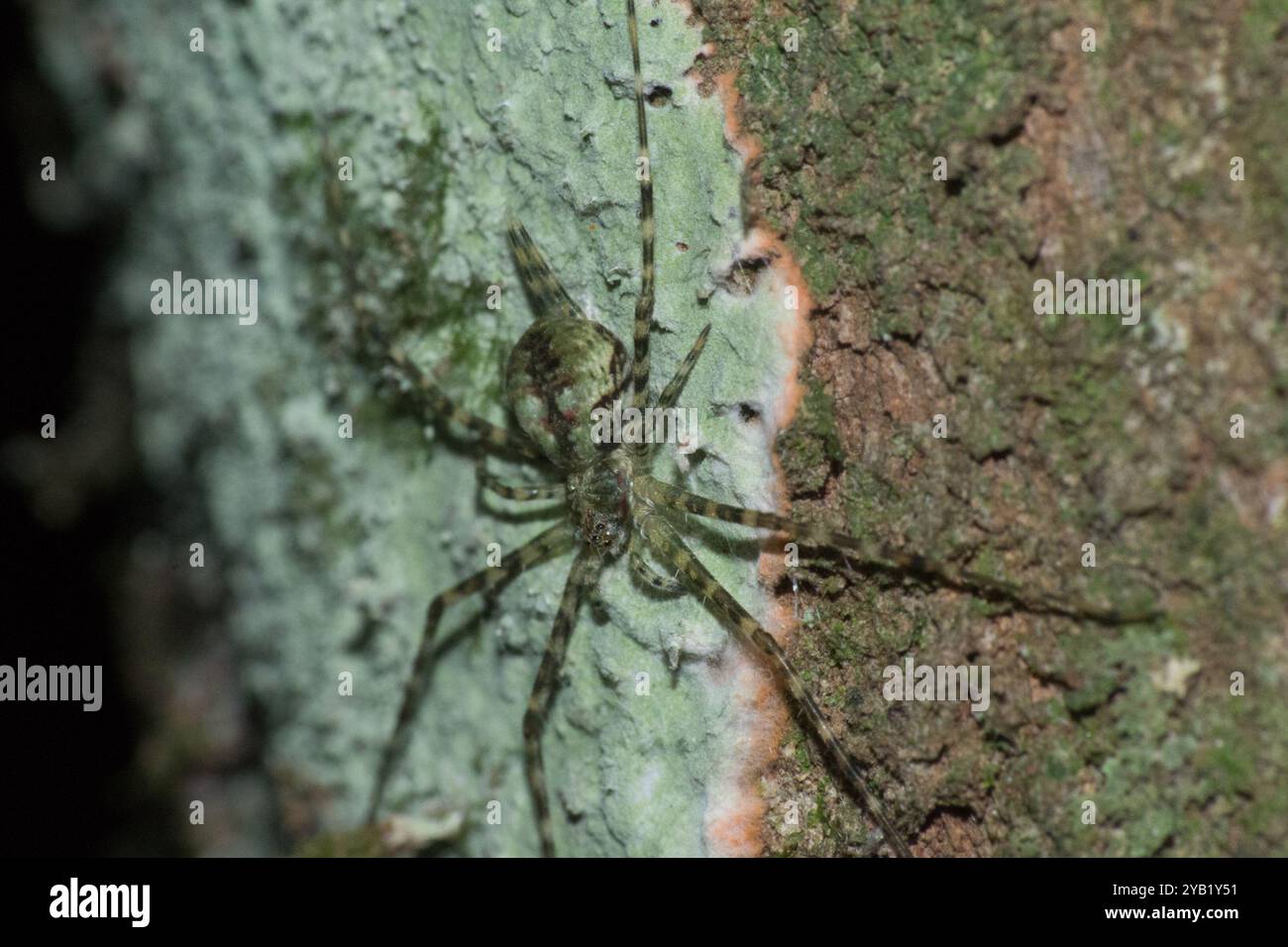 Two-tailed Spiders (Hersiliidae) Arachnida Stock Photo - Alamy