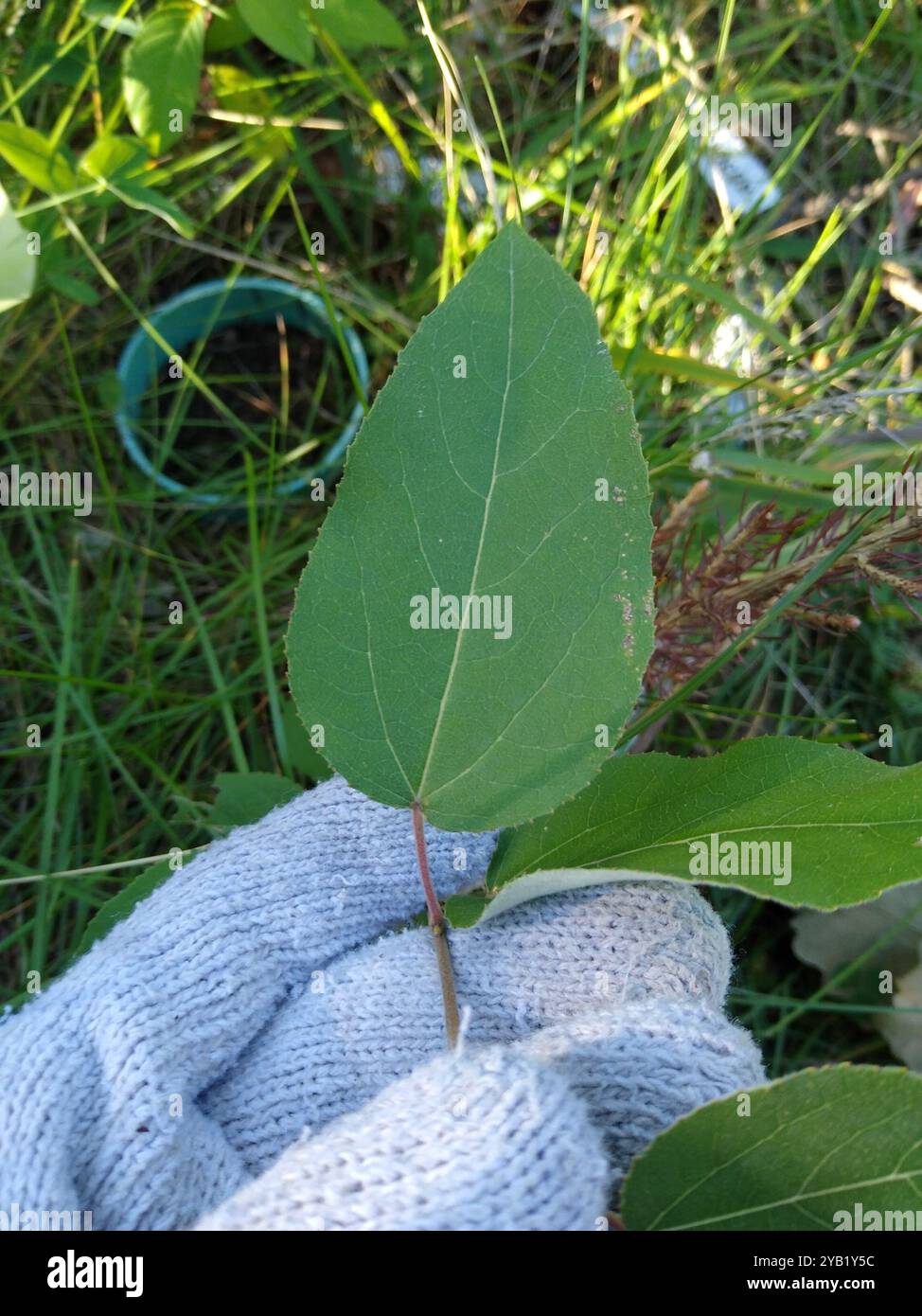 balsam poplar (Populus balsamifera) Plantae Stock Photo - Alamy