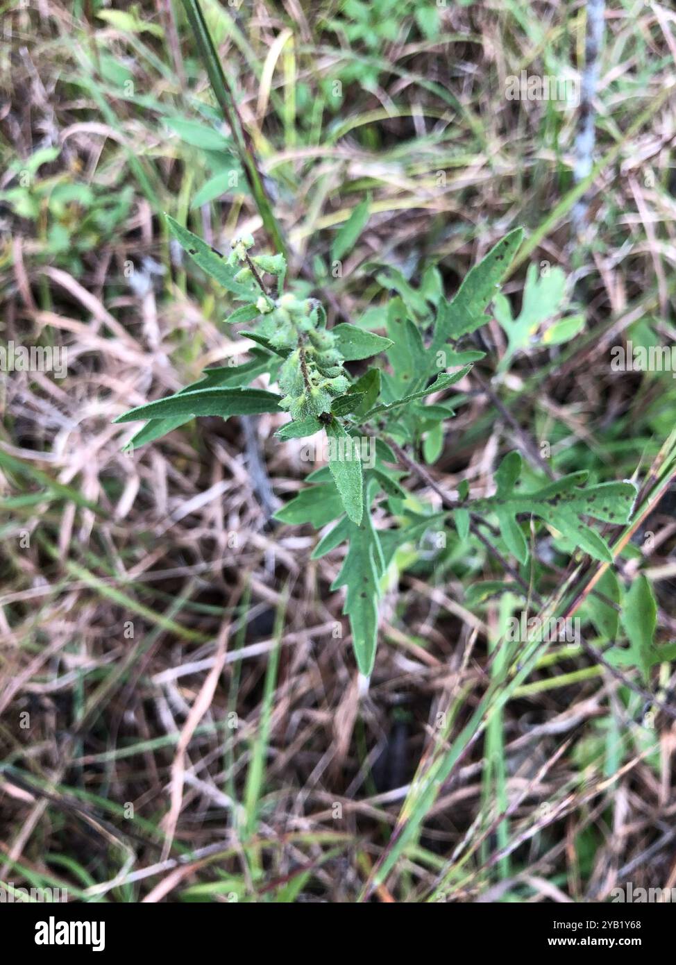 western ragweed (Ambrosia psilostachya) Plantae Stock Photo - Alamy