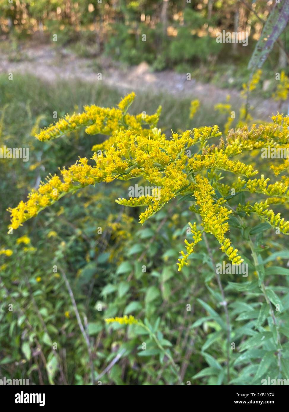 roughleaf goldenrod (Solidago rugosa aspera) Plantae Stock Photo - Alamy