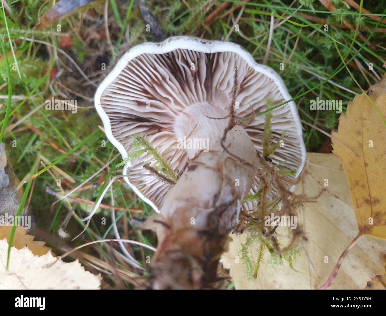Cloudy Clitocybe (Clitocybe nebularis) Fungi Stock Photo - Alamy