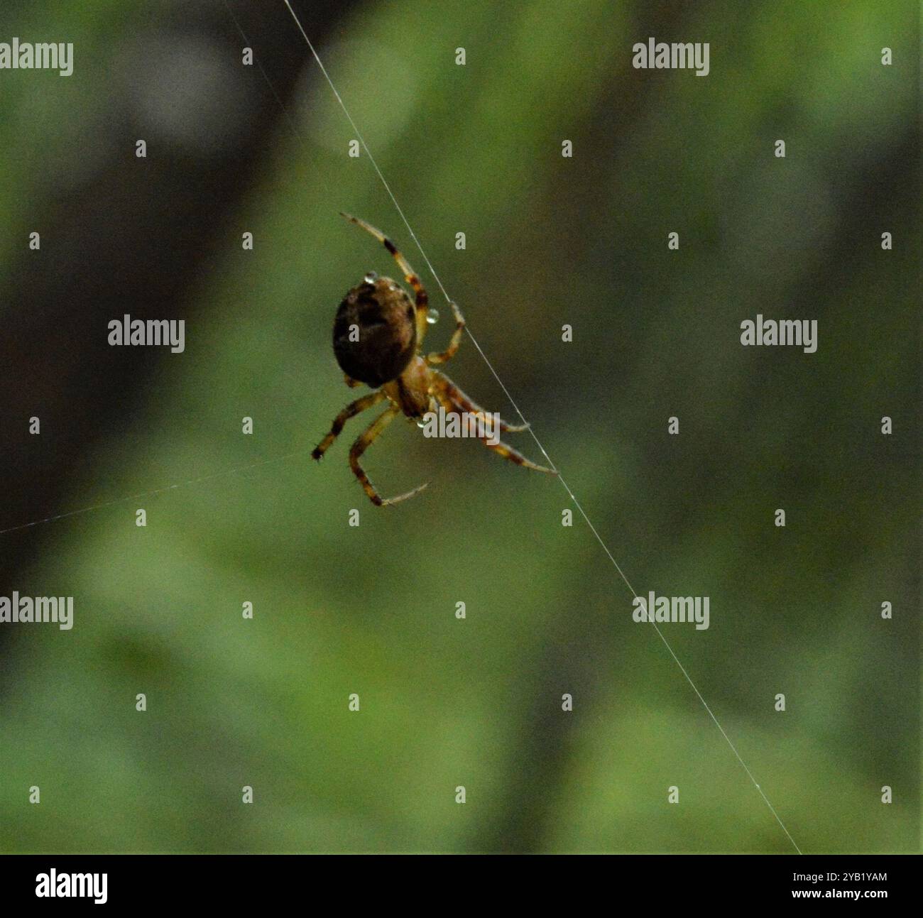 Arabesque Orbweaver (Neoscona arabesca) Arachnida Stock Photo - Alamy