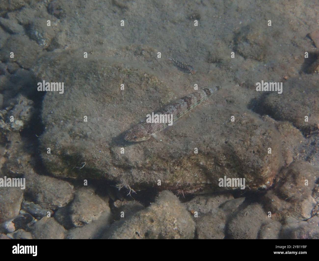Atlantic Lizardfish (Synodus saurus) Actinopterygii Stock Photo - Alamy