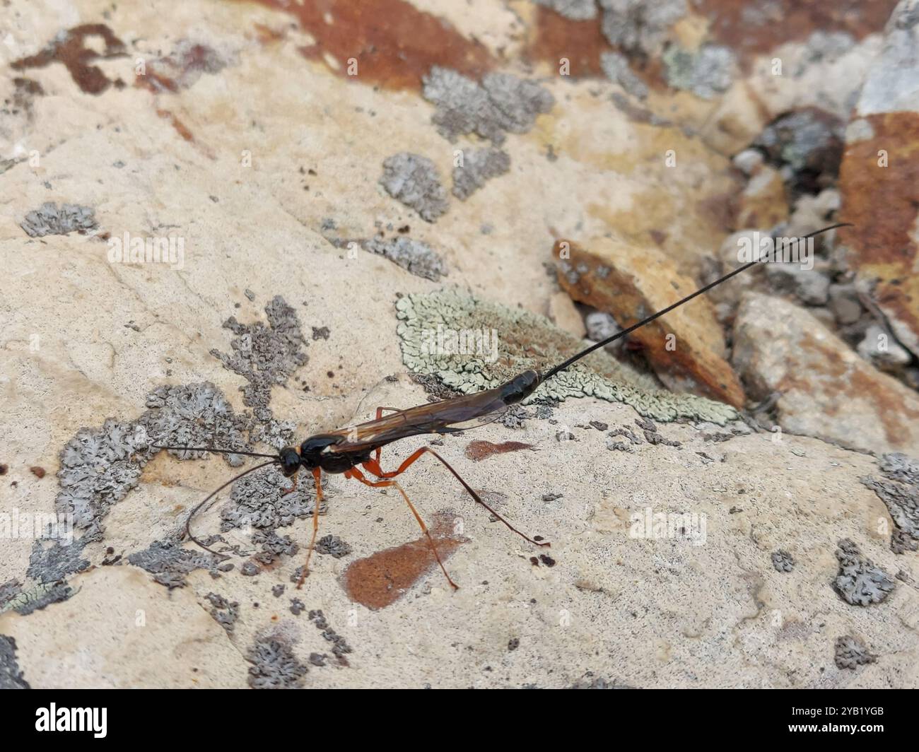Ichneumonid Wasps (Ichneumonidae) Insecta Stock Photo - Alamy