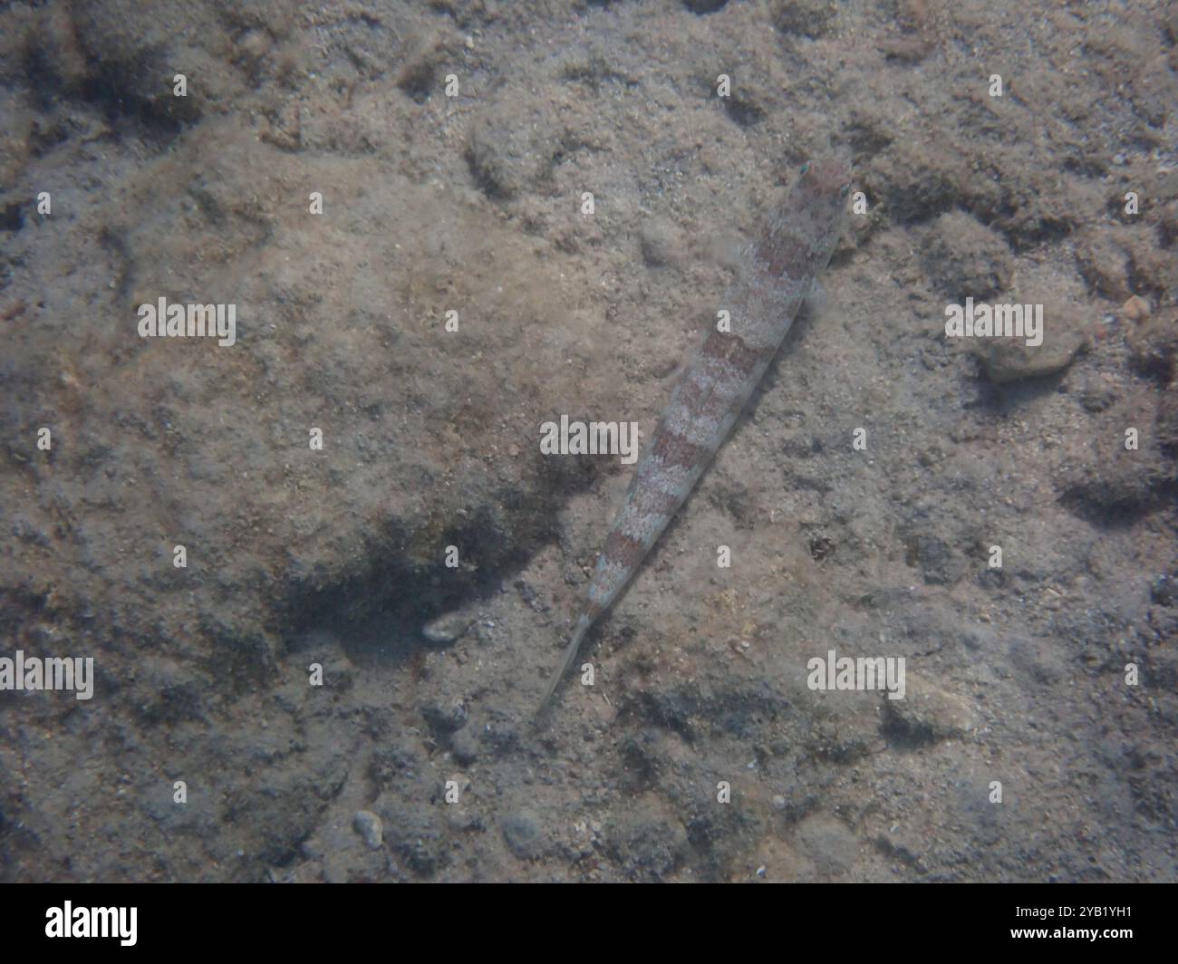 Atlantic Lizardfish (Synodus saurus) Actinopterygii Stock Photo - Alamy