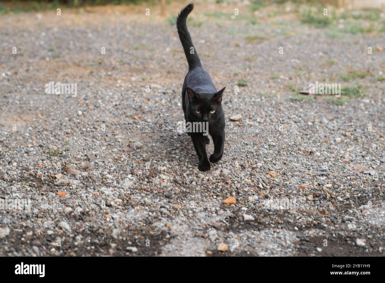 Black Cat Walking on Gravel Path | Outdoor Feline Photography Stock ...