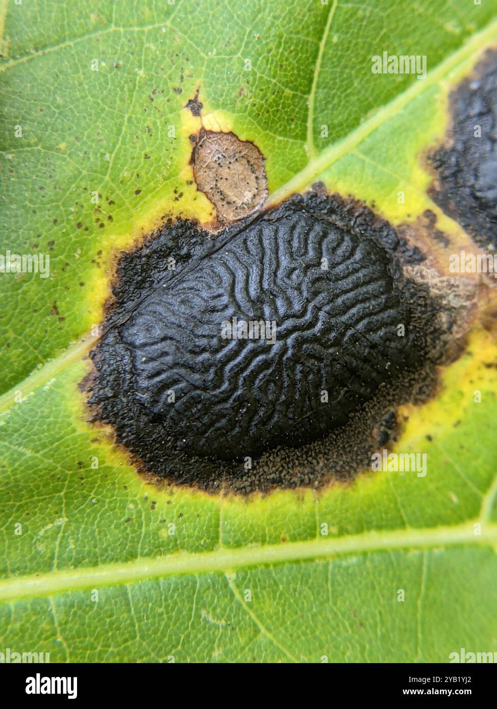 American Tar Spot (Rhytisma americanum) Fungi Stock Photo - Alamy