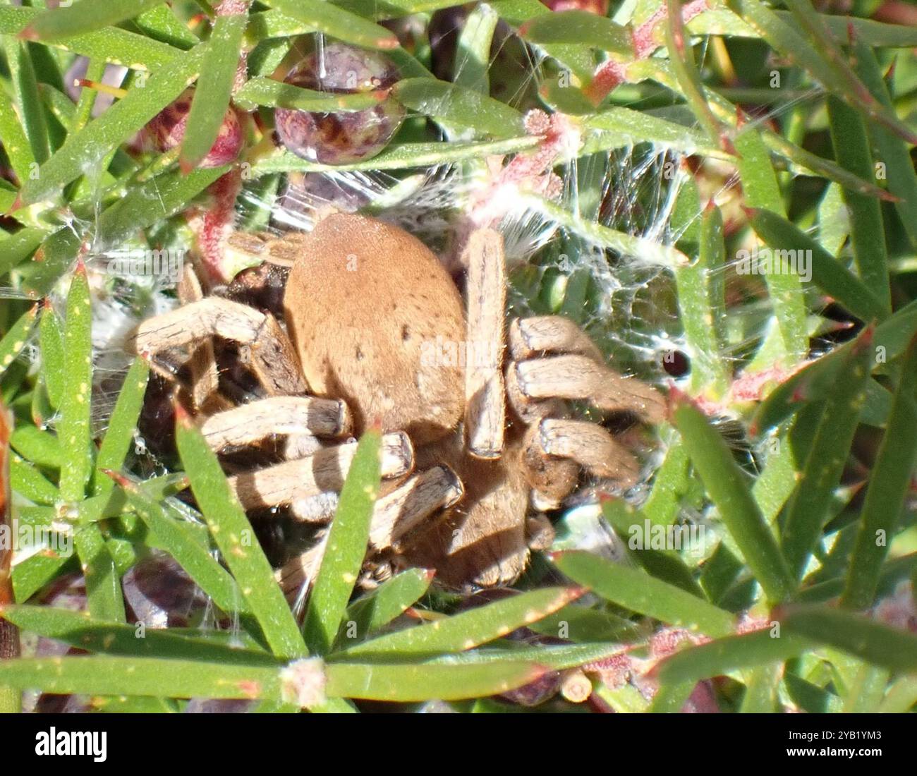 Badge Huntsman Spiders (Neosparassus) Arachnida Stock Photo - Alamy