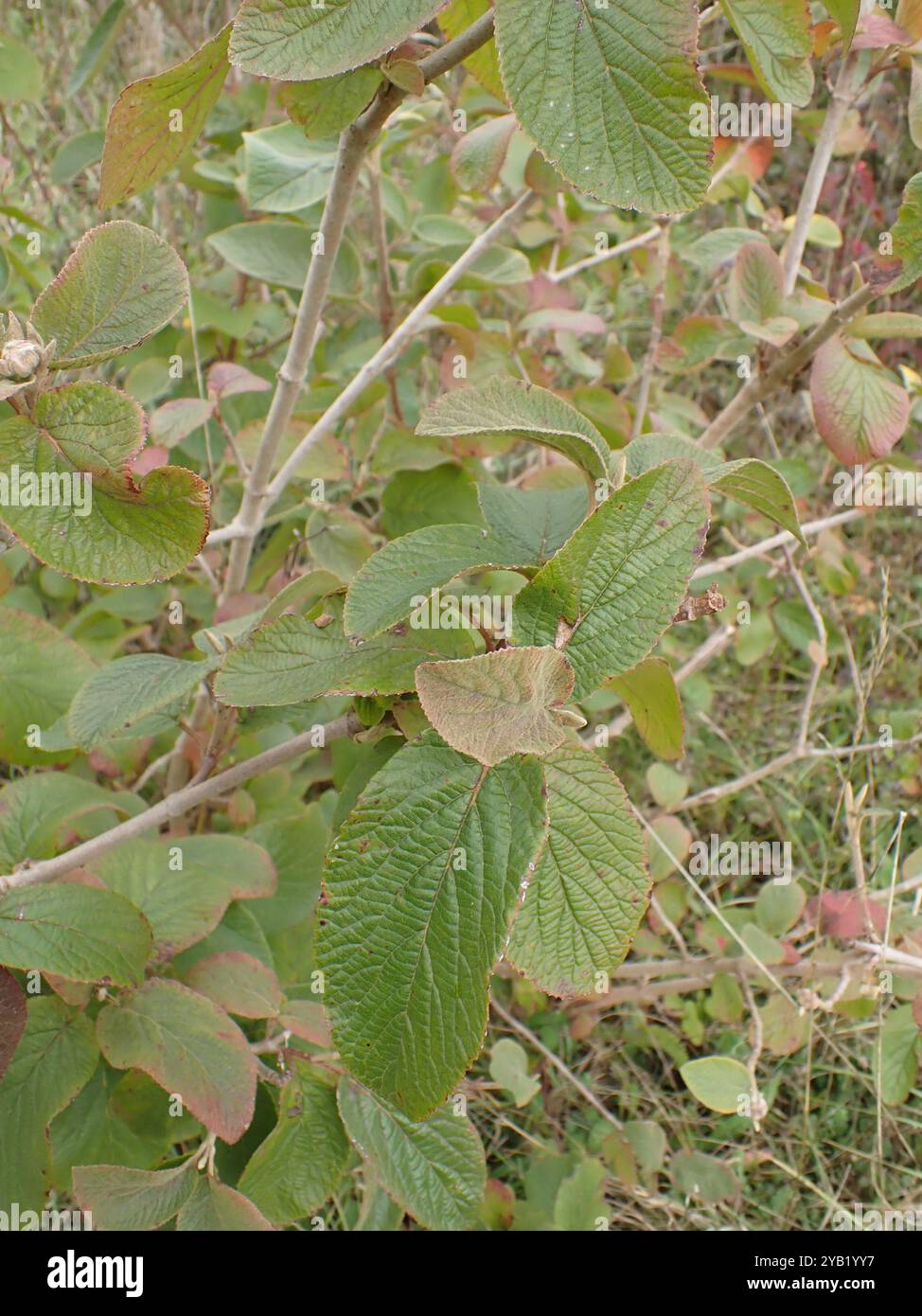 Wayfaring-tree (Viburnum lantana) Plantae Stock Photo - Alamy