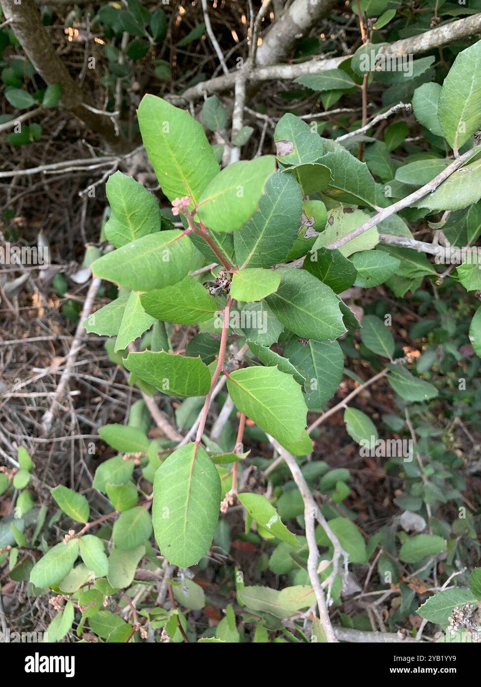lemonade berry (Rhus integrifolia) Plantae Stock Photo - Alamy