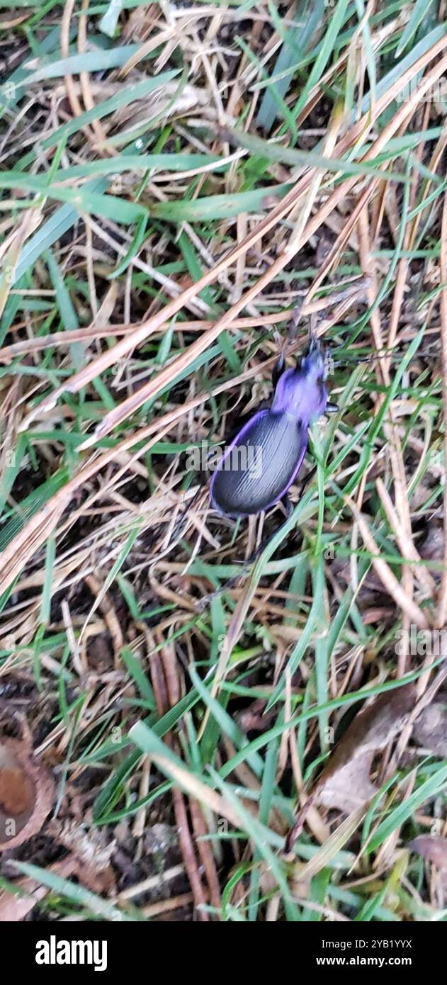 Rough Violet Ground Beetle (Carabus problematicus) Insecta Stock Photo ...