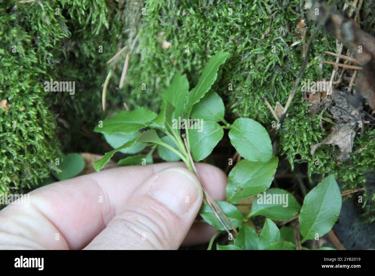 one-sided wintergreen (Orthilia secunda) Plantae Stock Photo - Alamy