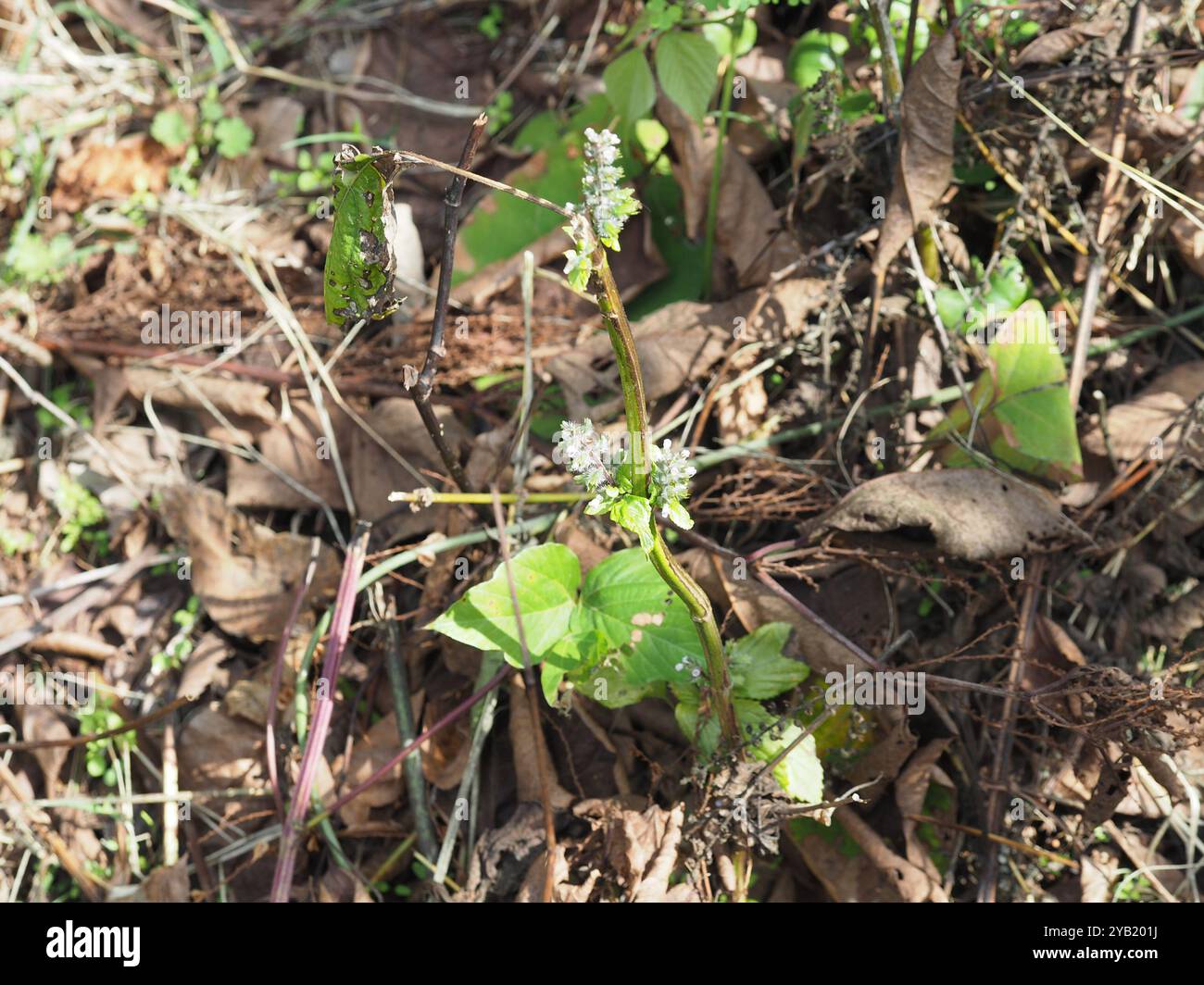 beefsteak plant (Perilla frutescens) Plantae Stock Photo - Alamy