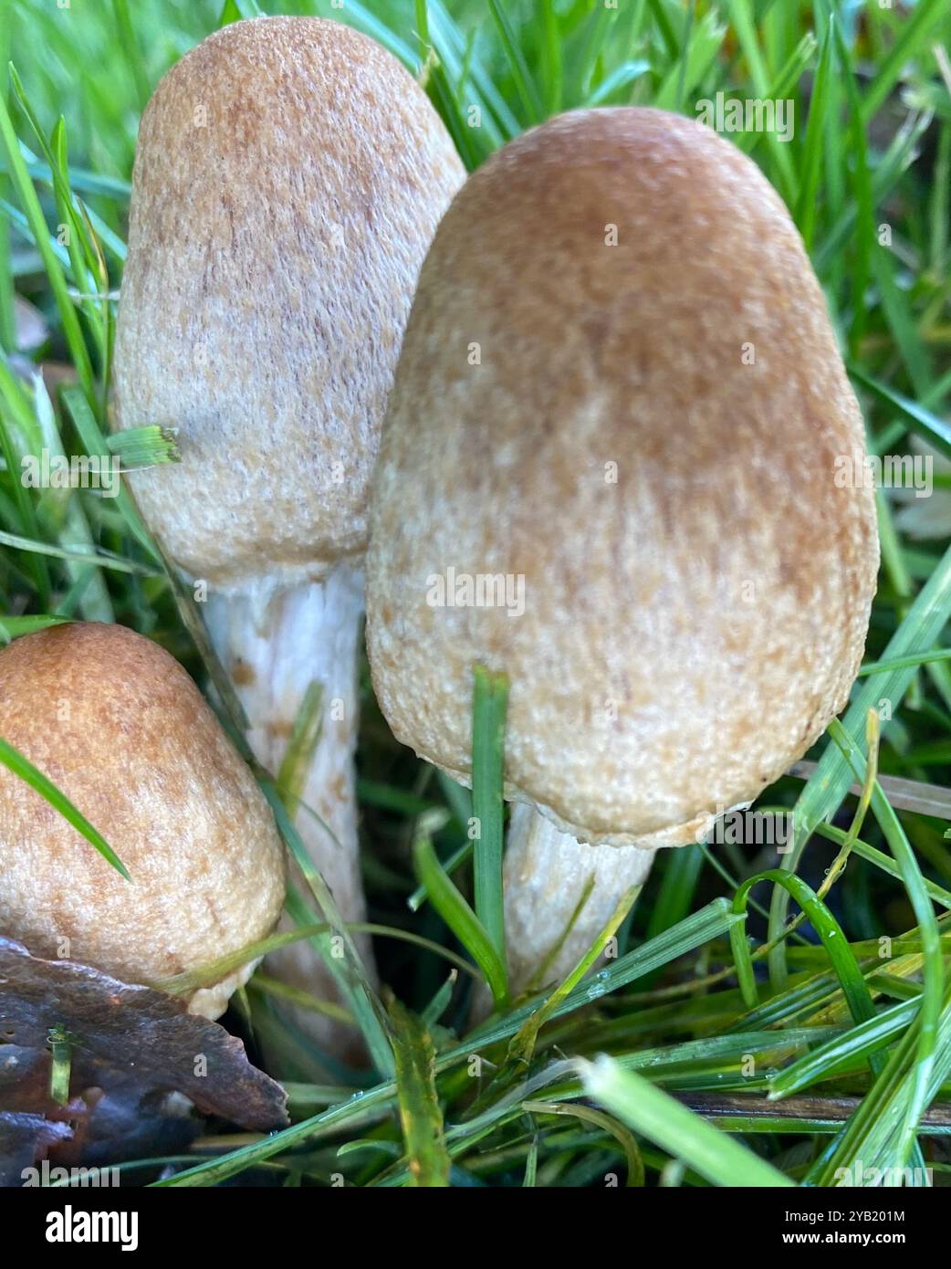 weeping widow (Lacrymaria lacrymabunda) Fungi Stock Photo - Alamy