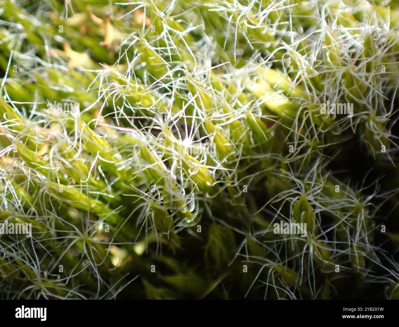 Heath Star-moss (Campylopus introflexus) Plantae Stock Photo - Alamy