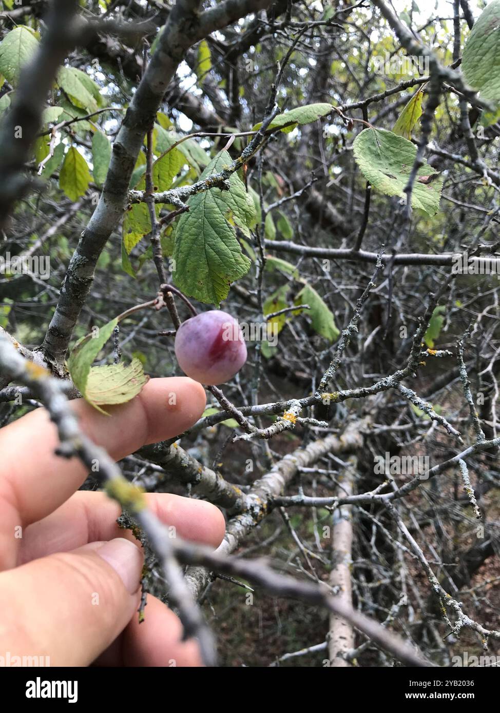 Mexican Plum (Prunus mexicana) Plantae Stock Photo - Alamy