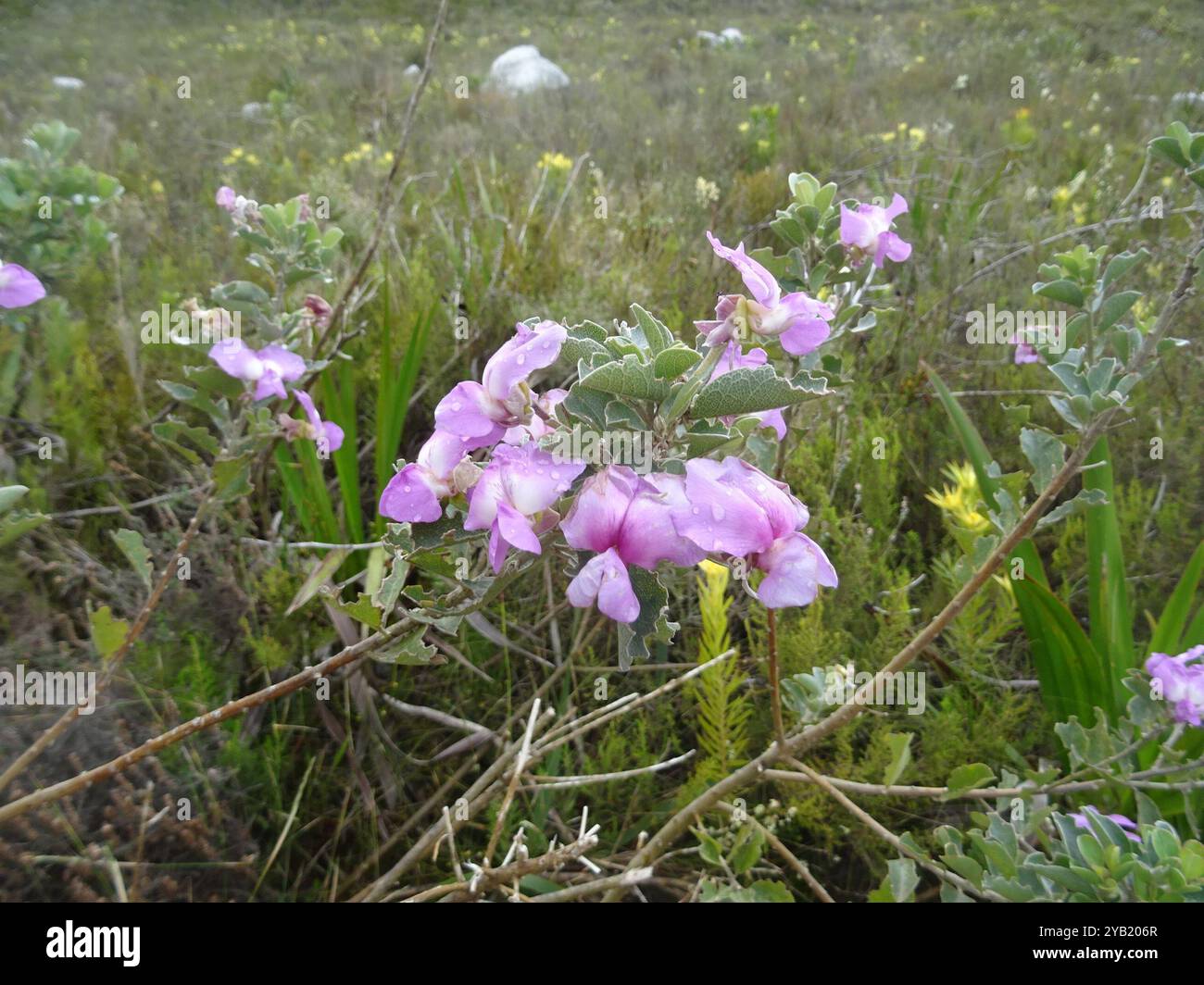 Water blossom pea (Podalyria calyptrata) Plantae Stock Photo - Alamy