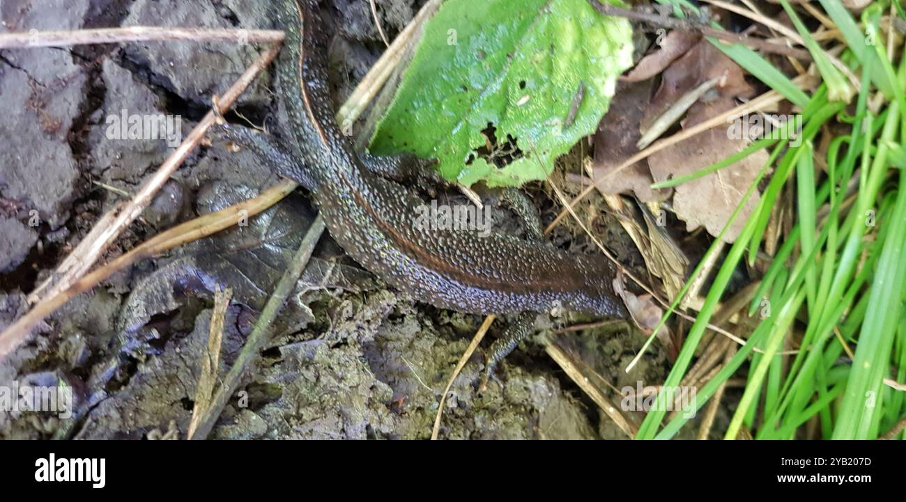 Great Crested Newt (Triturus cristatus) Amphibia Stock Photo - Alamy