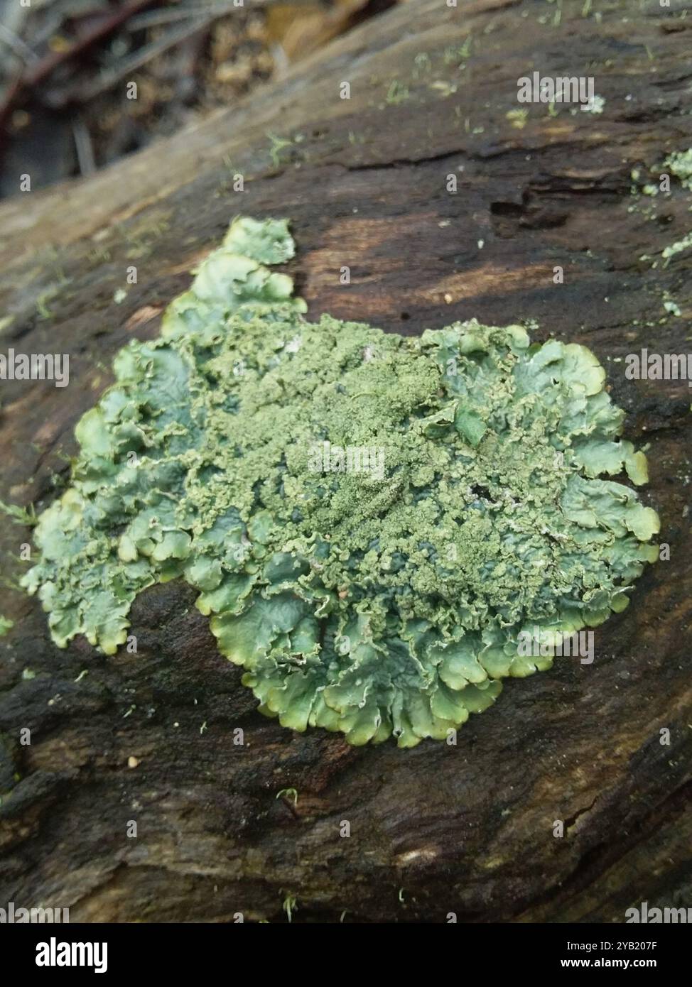 typical shield lichens (Parmelioideae) Fungi Stock Photo - Alamy