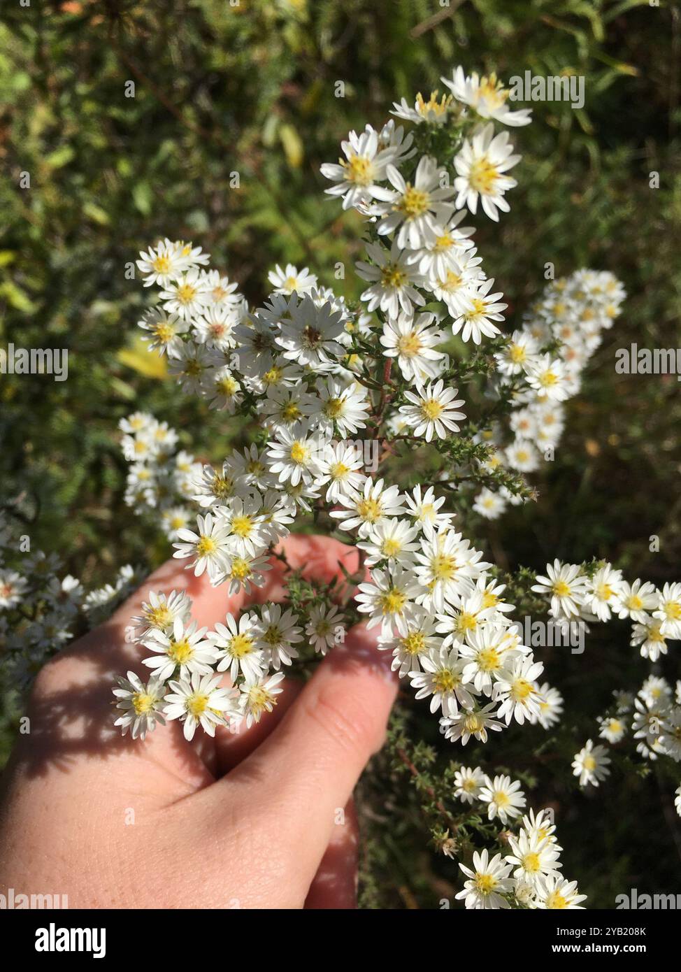white heath aster (Symphyotrichum ericoides) Plantae Stock Photo - Alamy