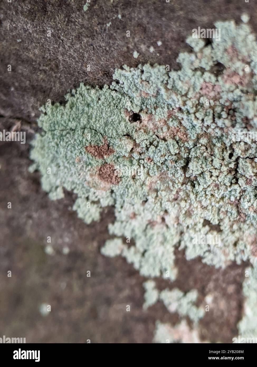 Dust Lichens (Lepraria) Fungi Stock Photo - Alamy