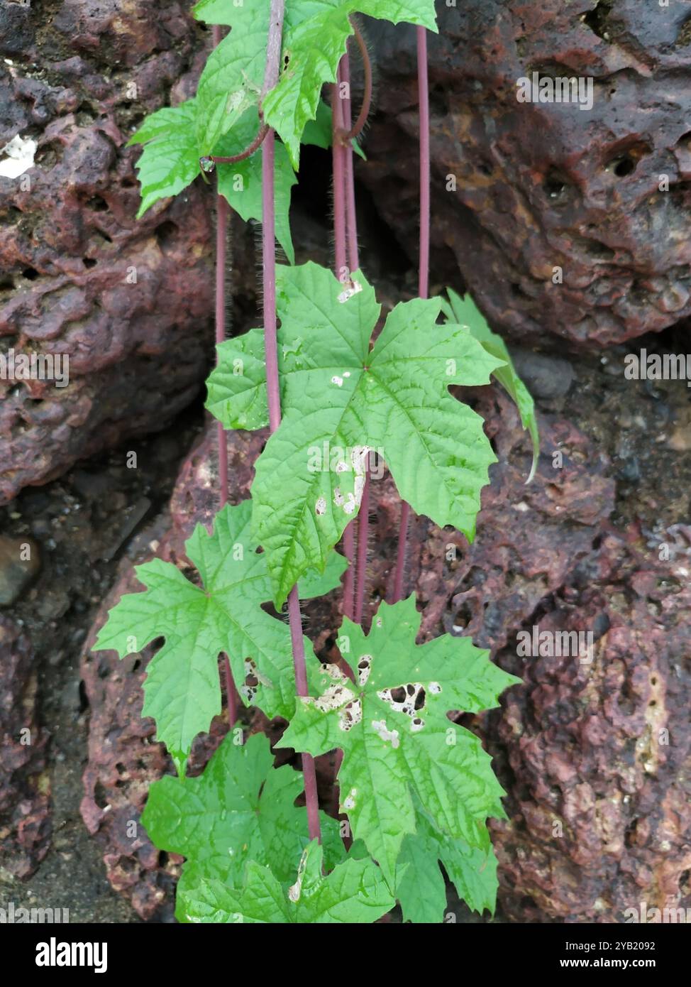 grape family (Vitaceae) Plantae Stock Photo - Alamy