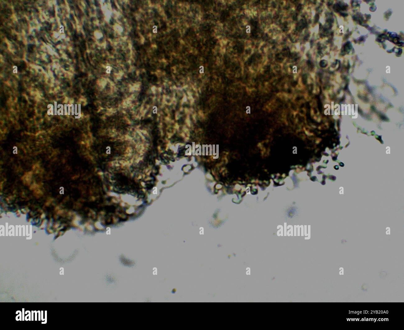 (Propolis farinosa) Fungi Stock Photo - Alamy