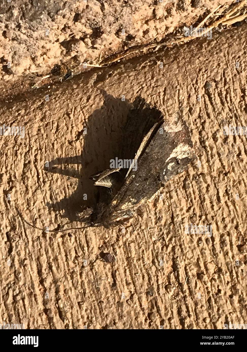 Underwing, Tiger, Tussock, and Allied Moths (Erebidae) Insecta Stock ...
