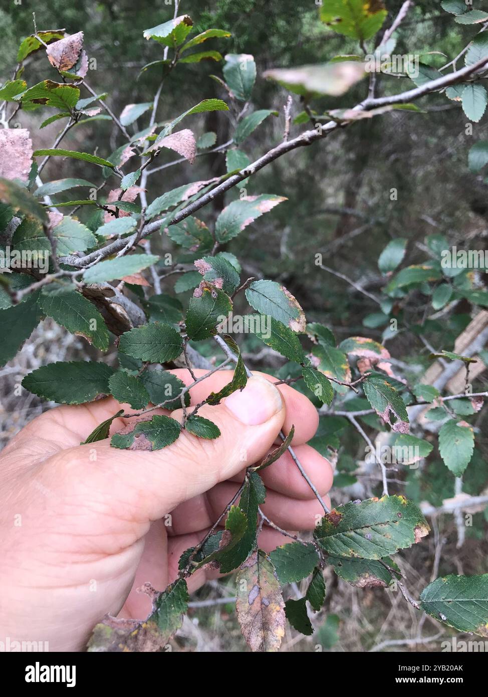 Cedar Elm (Ulmus crassifolia) Plantae Stock Photo - Alamy