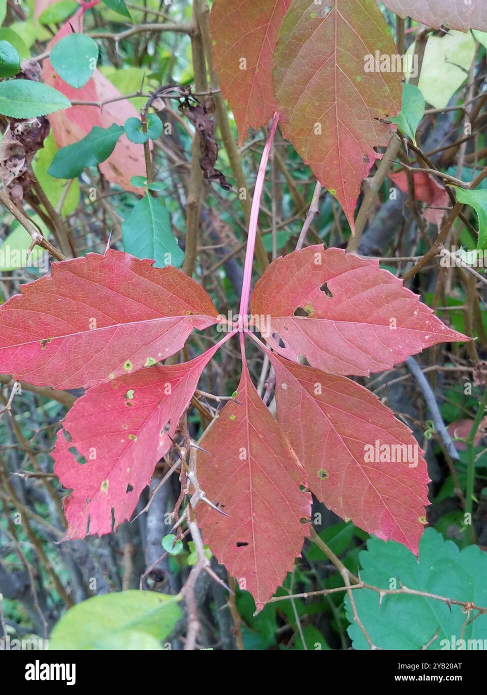 Virginia creeper (Parthenocissus quinquefolia) Plantae Stock Photo - Alamy